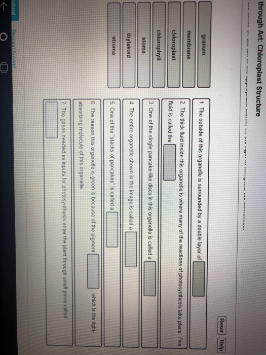 Solved through Art: Chloroplast Structure granum membrane | Chegg.com