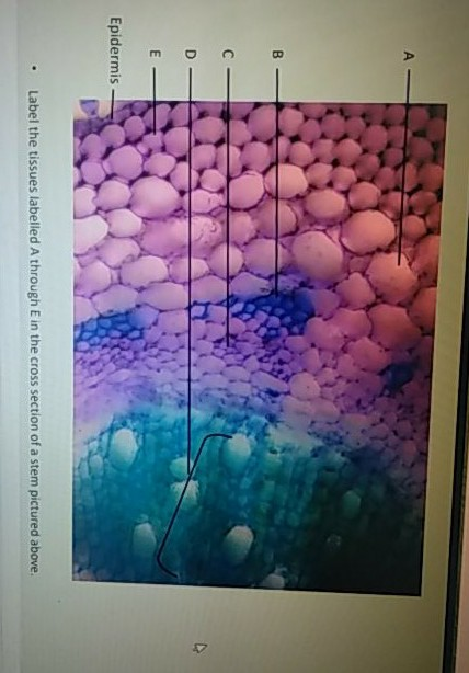 Solved B с D E Epidermis Label the tissues labelled A | Chegg.com