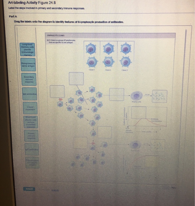 Art-abeling Activity Figure 24.8 Labei the sleps | Chegg.com