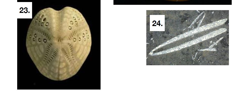 Identify All Fossil Specimens Provided By Your Ins... | Chegg.com