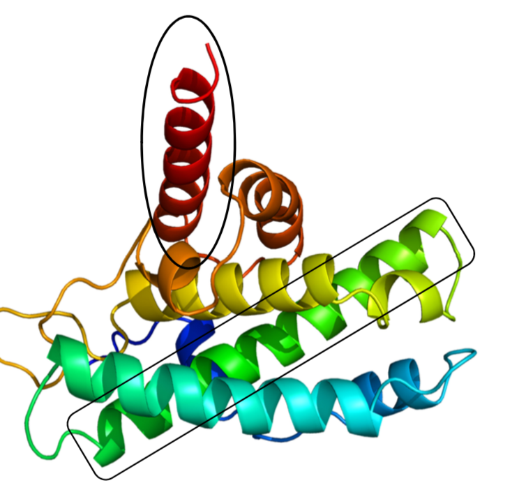 Solved Consider the α-helix surrounded by the rectangle. The | Chegg.com
