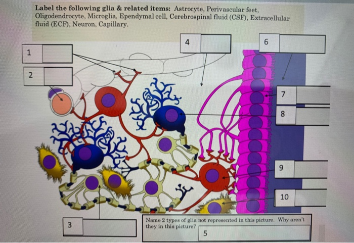 Solved Label the following glia & related items: Astrocyte, | Chegg.com