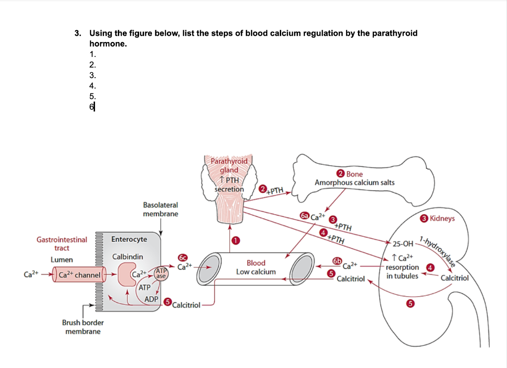 Solved 3. Using the figure below, list the steps of blood | Chegg.com