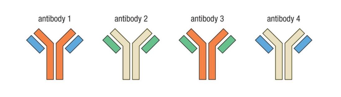 Solved The immunoglobulin heavy-chain locus undergoes two | Chegg.com