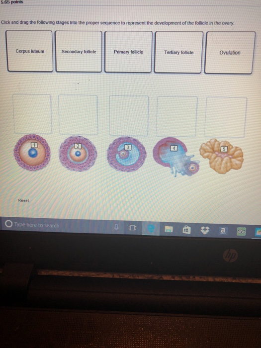 Solved 5.65 polnts Click and drag the following stages into | Chegg.com
