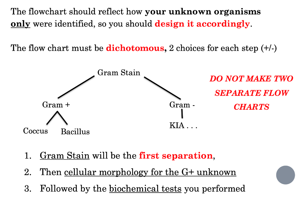 Solved Please help me create Dichotomous Flowchart using the | Chegg.com