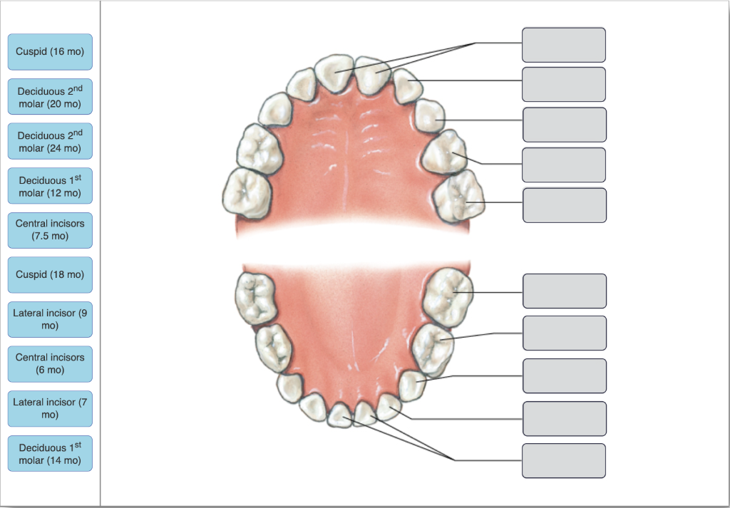 Solved Cuspid (16 mo) Deciduous 2nd molar (20 mo) Deciduous | Chegg.com