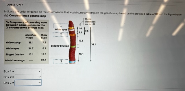 Solved Indicate the order of genes on the chromosome that | Chegg.com