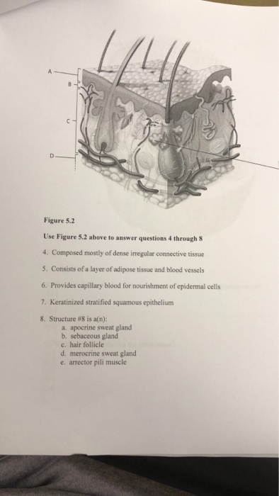 Solved Figure 5.2 Use Figure 5.2 above to answer questions 4 | Chegg.com