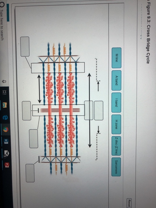 Solved Figure 9.3: Cross Bridge Cycle Z disc (Z line) M line | Chegg.com