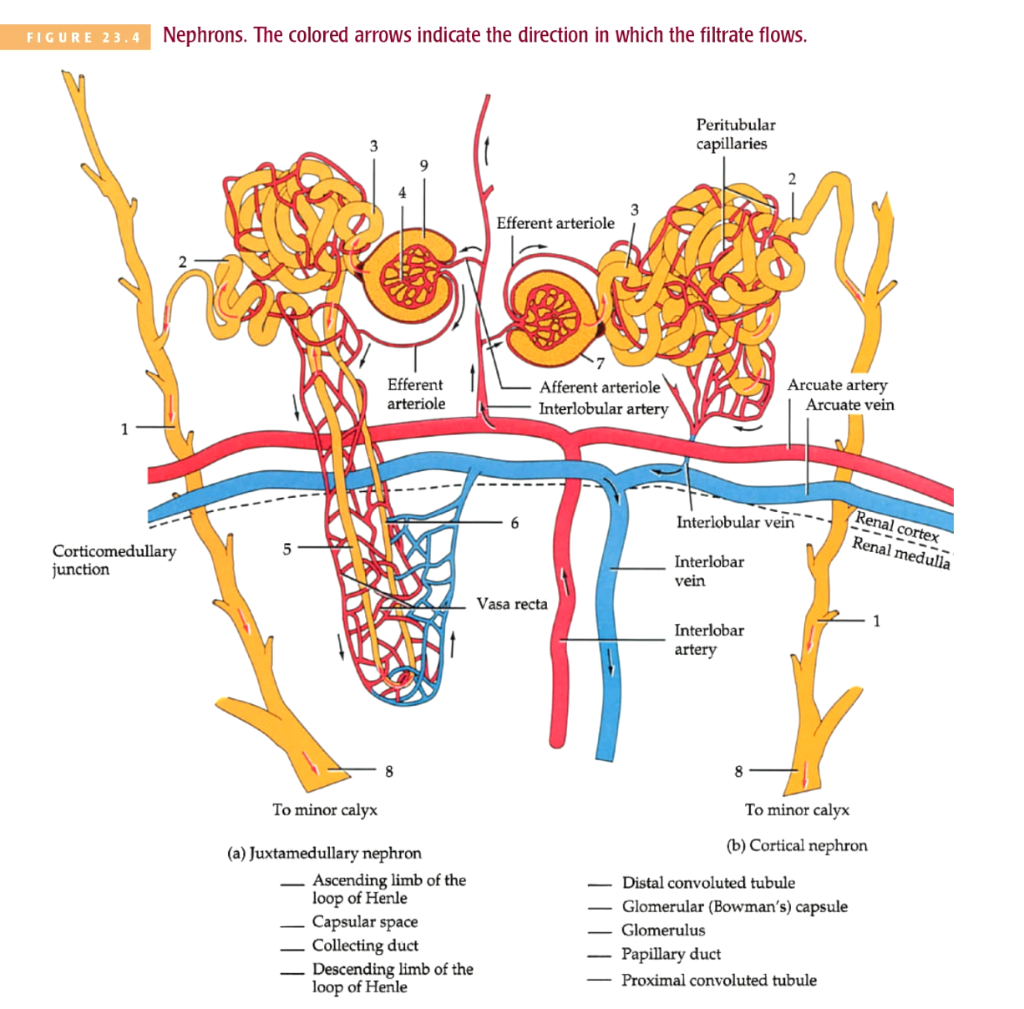 Solved Renal FIGURE 23.4 Nephrons. The colored arrows | Chegg.com