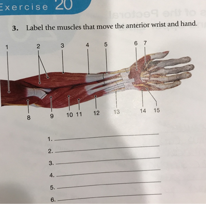 Solved Label th muscles that move the anterior wrist and | Chegg.com