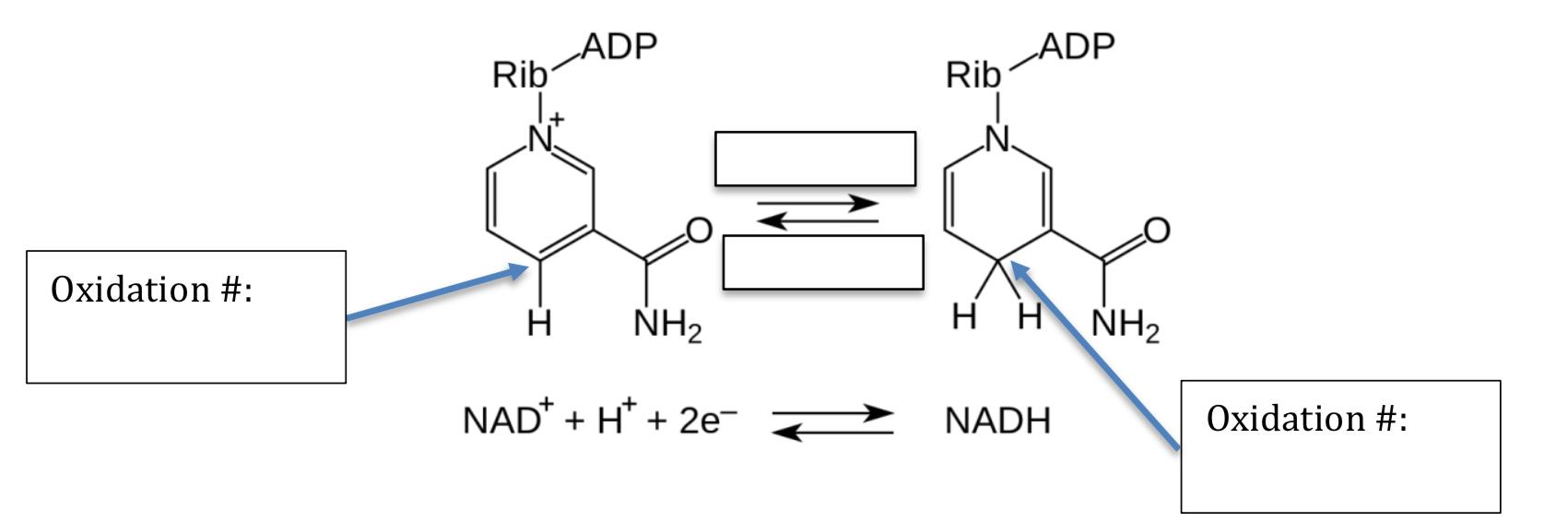 Solved NAD (Nicotinamide Adenine Diphosphate) is | Chegg.com