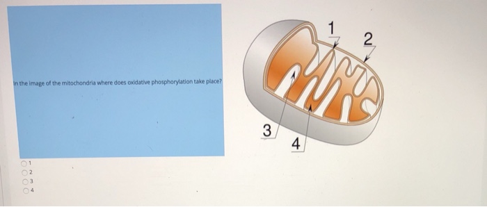 Solved Granum consist of stacks of Intermembrane space | Chegg.com