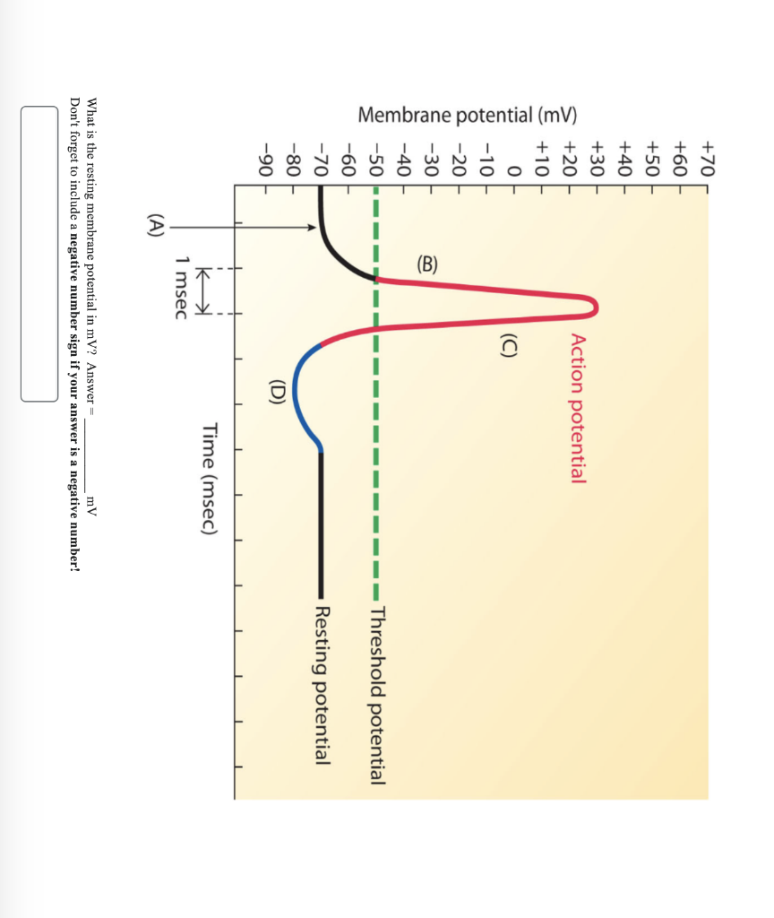 Solved What is the resting membrane potential in mV ? Answer | Chegg.com