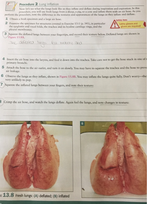Solved Procedure 2 Lung Inflation Now let' soe what the | Chegg.com