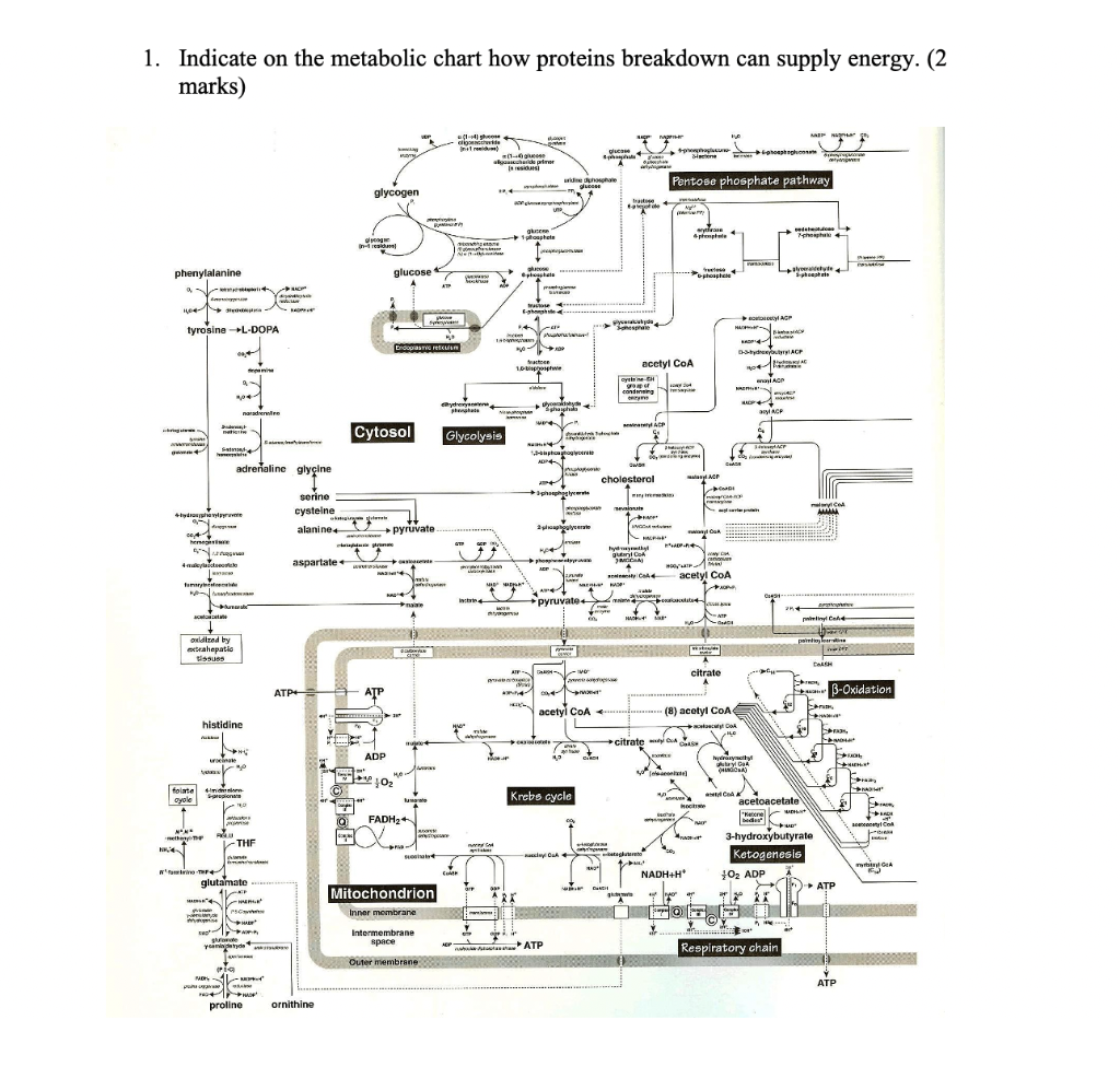1. Indicate on the metabolic chart how proteins | Chegg.com