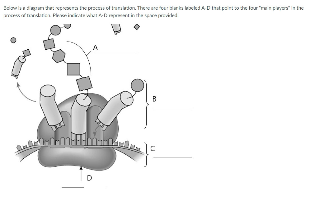 Translation Diagram Labeled