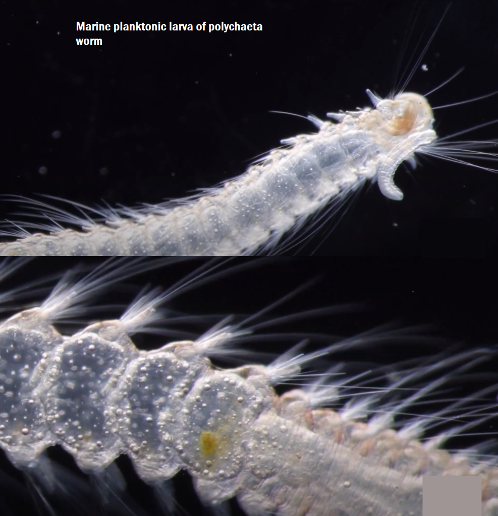Solved Marine planktonic larva of polychaeta worm | Chegg.com