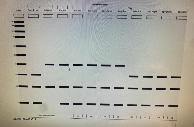 Solved You load and run the gel, the figures in Appendix A | Chegg.com