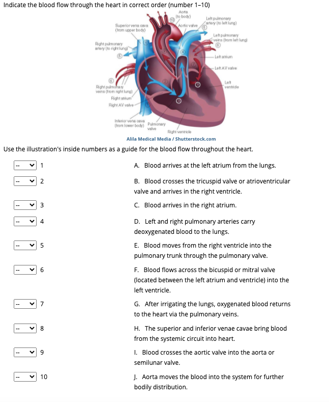 Correct Sequence Of Blood Return To The Heart Flow Diagram B