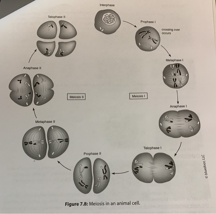 Solved Meiosis Mitosis Parent cell (before chromosome | Chegg.com
