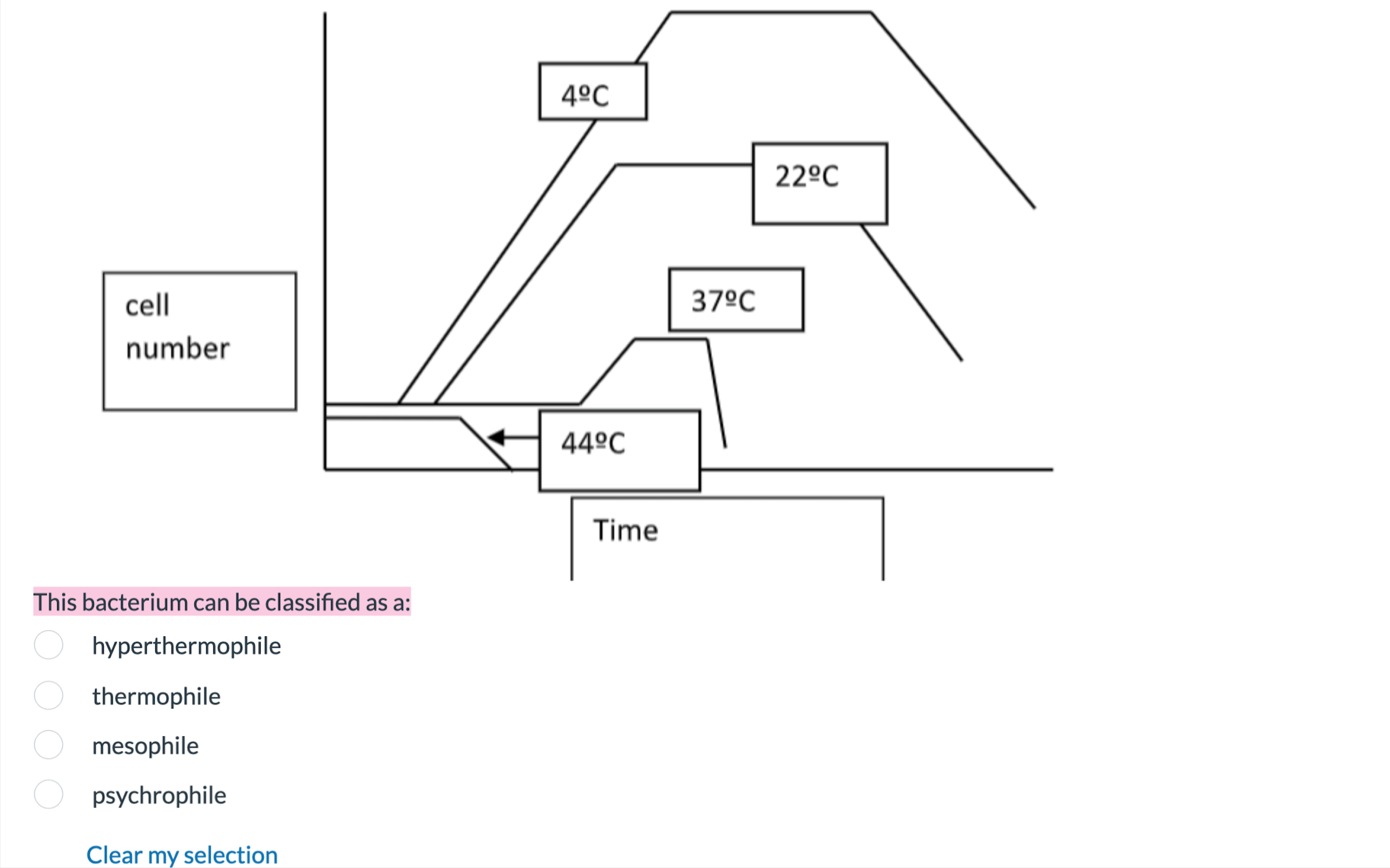 Solved This bacterium can be classified as a: | Chegg.com