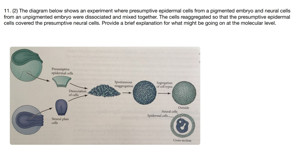 Solved 11. (2) The diagram below shows an experiment where | Chegg.com