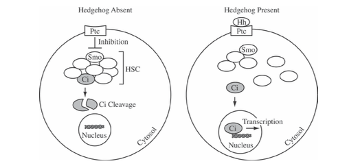 Solved The Hedgehog protein (Hh) plays a critical role | Chegg.com