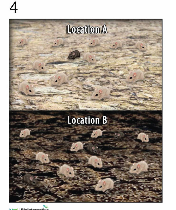 Solved Based on the patterns that appear in the images, in | Chegg.com