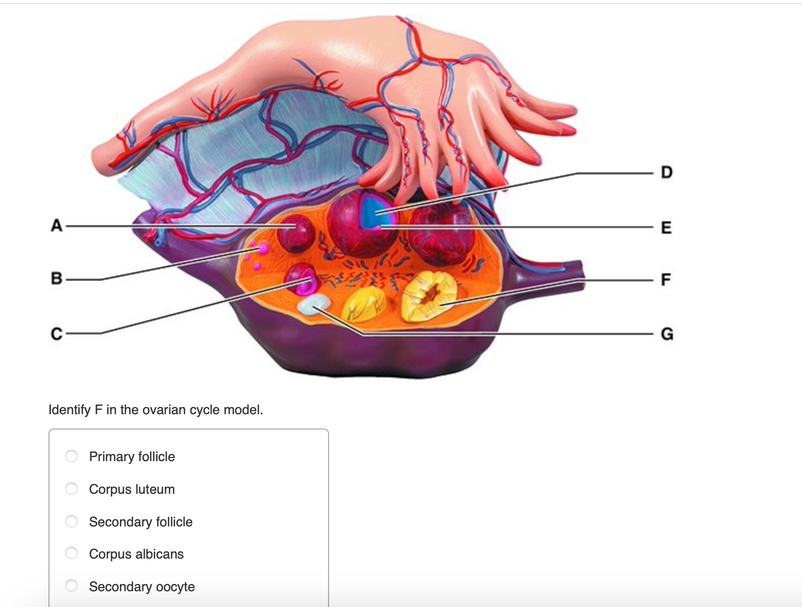 Ovarian Follicles Model
