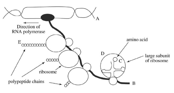 Solved The accompanying drawing represents simultaneous | Chegg.com