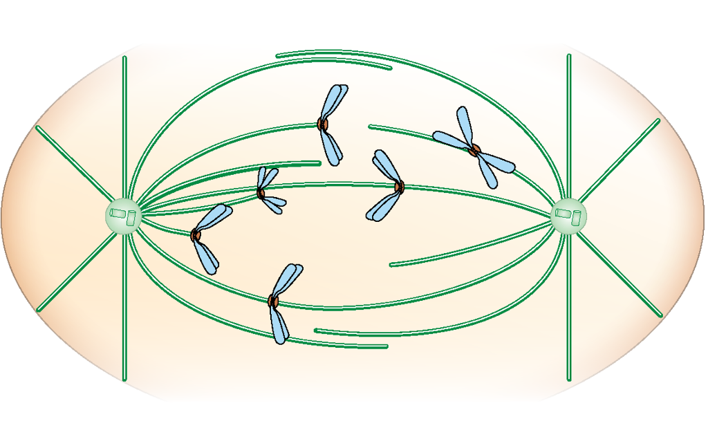 Take a look at this image of a mitotic spindle: Now | Chegg.com