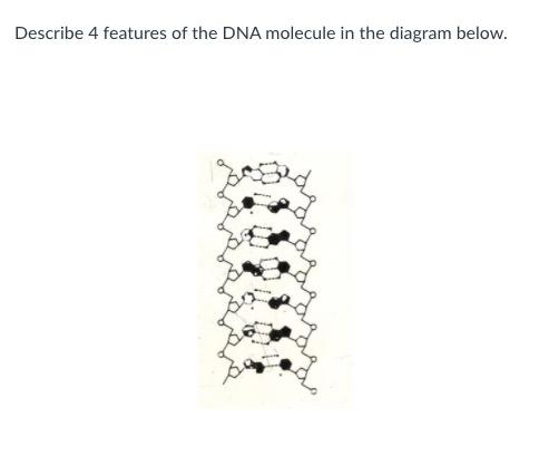 Solved Describe 4 features of the DNA molecule in the | Chegg.com