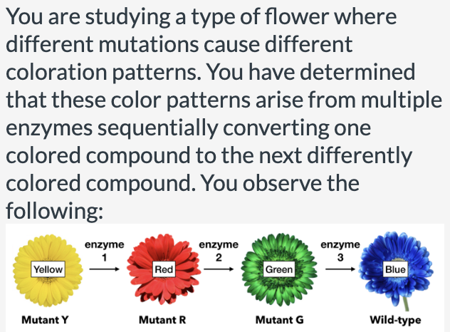Solved In mutant G, which of the following enzymes has been | Chegg.com