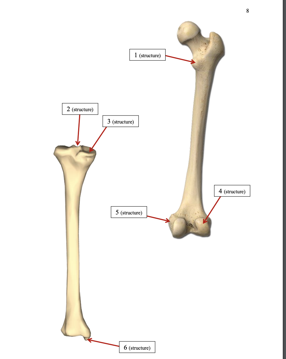 Solved 6 a (specific bone) 5 a (specific bone) 6 1 | Chegg.com