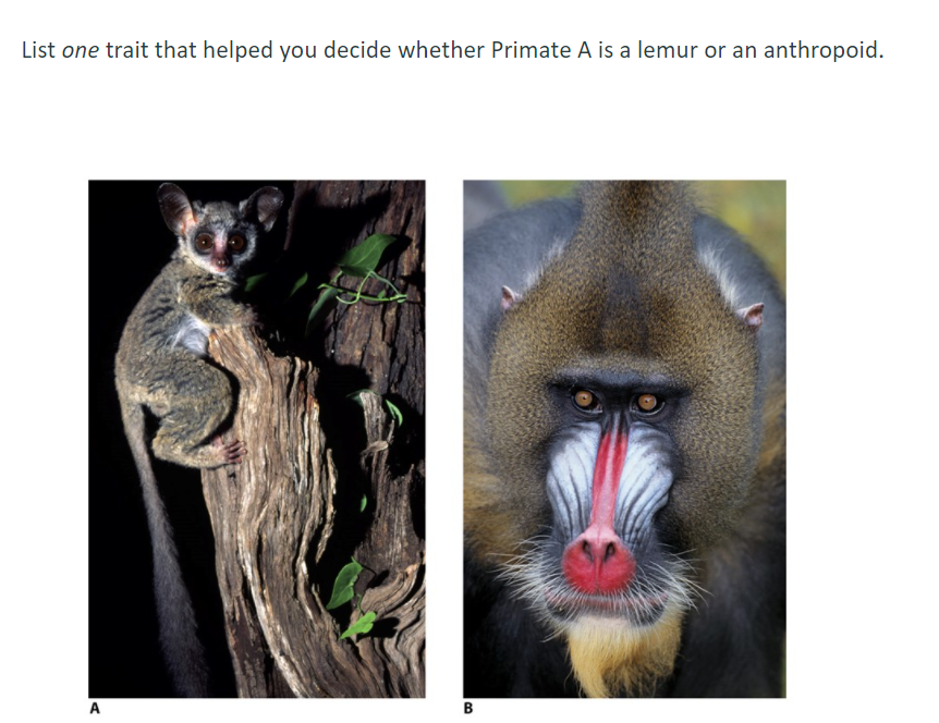 Solved List one trait that helped you decide whether Primate | Chegg.com