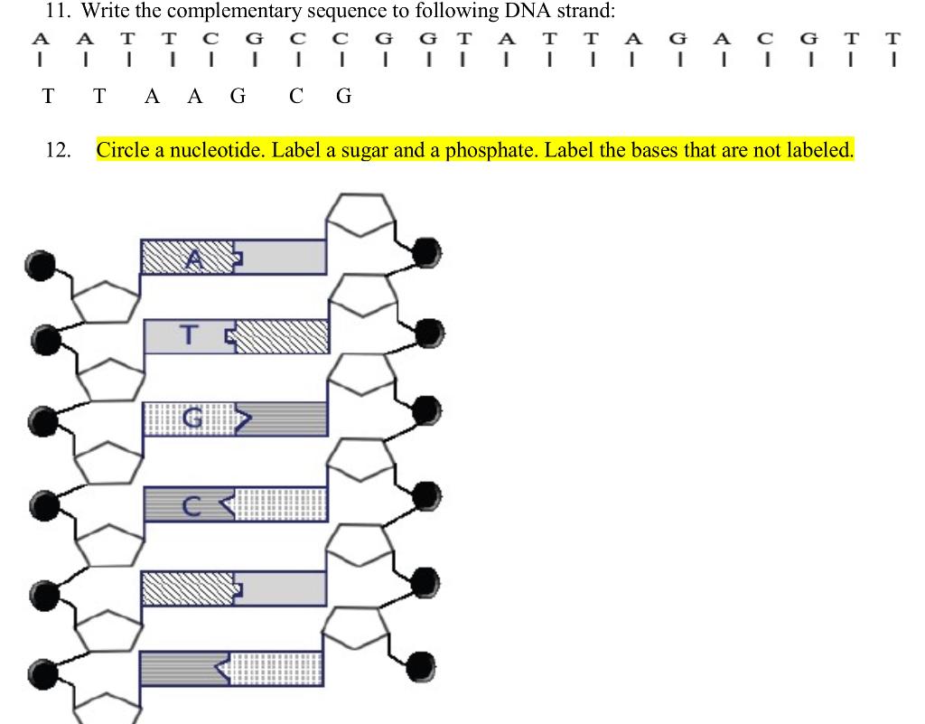 Solved 2. Circle a nucleotide. Label a sugar and a | Chegg.com