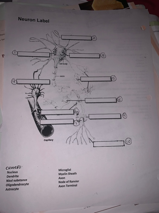 Solved Neuron Label Partn Sec nina P col body -anon | Chegg.com