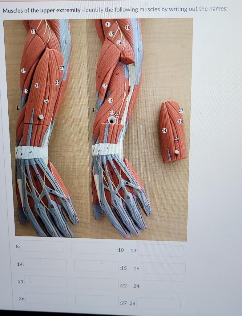 Muscles of the upper extremity -Identify the | Chegg.com