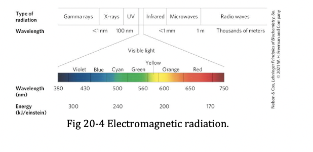 Solved During sunrise and sunset (red), the cyclic pathway | Chegg.com