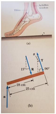 Solved A person standing on their tiptoe can be modeled | Chegg.com