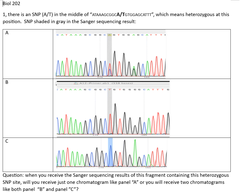 Solved 1, there is an SNP (A/T) in the middle of | Chegg.com