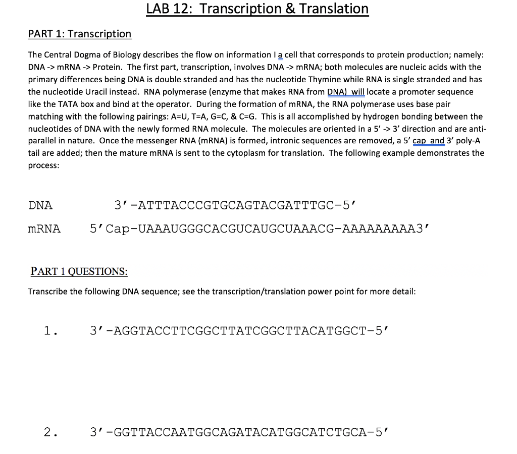 Solved LAB 12: Transcription & Translation PART 1: | Chegg.com