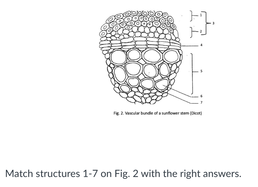 Solved Please help me match the structures labeled 1-7 The | Chegg.com