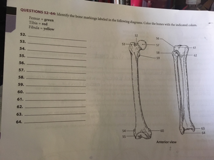 Solved tment for the patellar ligament. QUESTIONS 40-51: | Chegg.com
