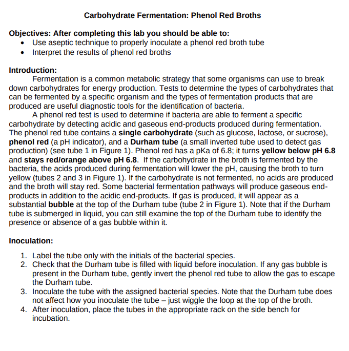 Solved Carbohydrate Fermentation: Phenol Red Broths | Chegg.com