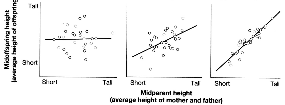 Solved Using the theoretical graphs provided above, answer | Chegg.com