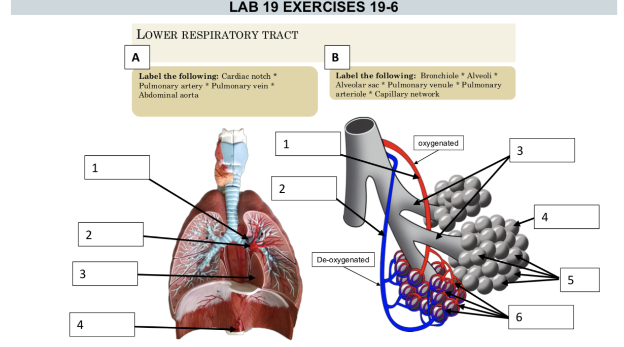 Solved LAB 19 EXERCISES 19-7 HISTOLOGY Label the tracheal | Chegg.com Solved LAB 19 EXERCISES 19-7 HISTOLOGY Label the tracheal | Chegg.com
