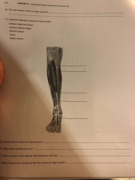 Solved 232 EXERCISE 14 Appendicular Muscles 2: Muscles of | Chegg.com